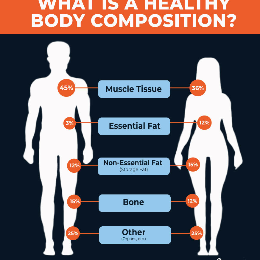 Tronco del cuerpo: Todo lo que necesitas saber