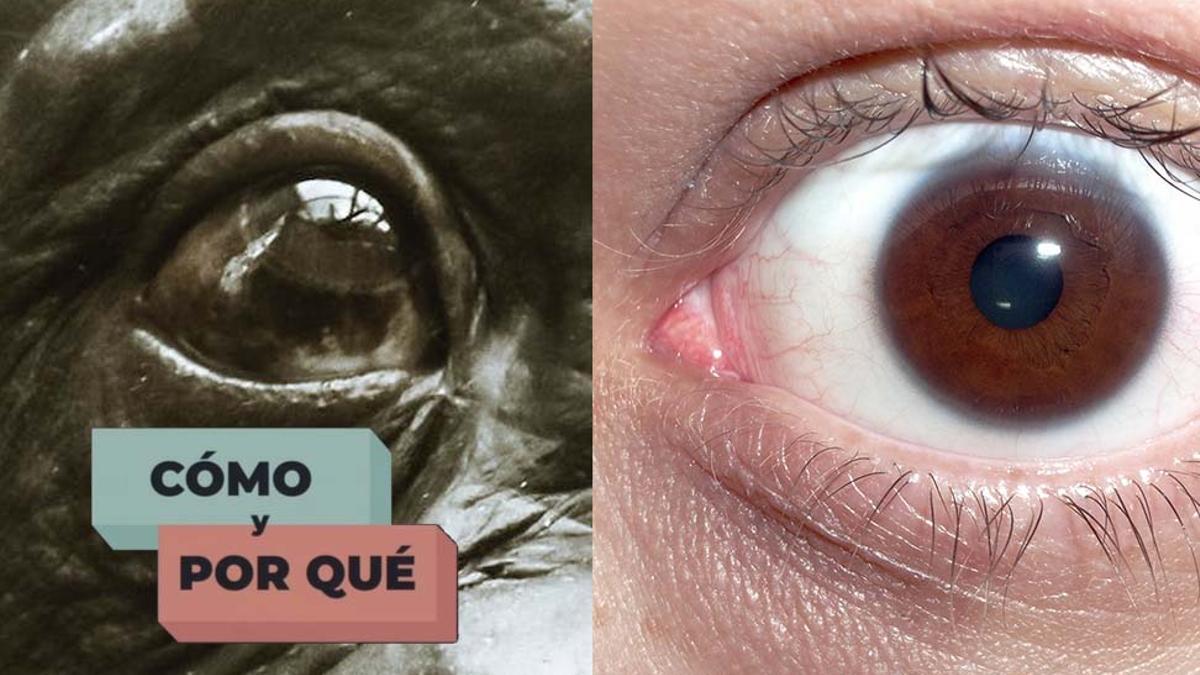 Fosa Craneal Media: Todo lo que debes saber sobre la estructura craneal