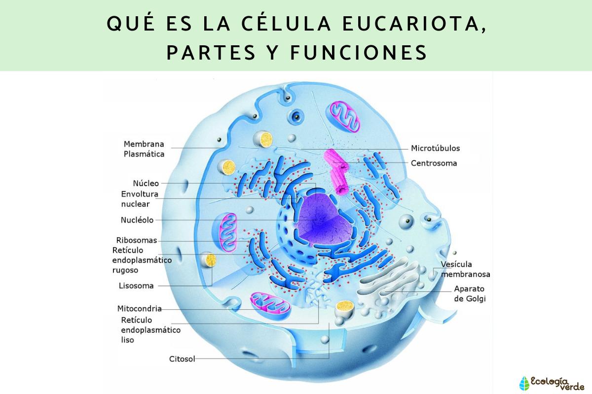 Célula mucosa bucal: funciones y características