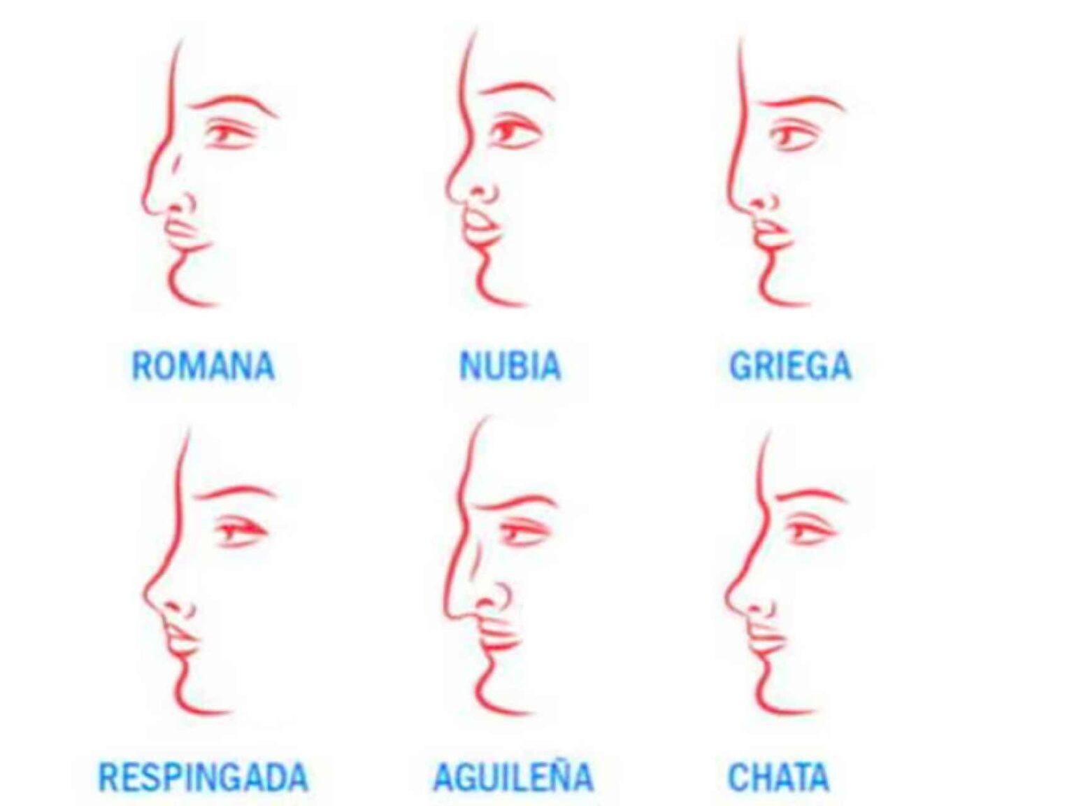 Identifica tu nariz griega y descubre tu tipo de nariz