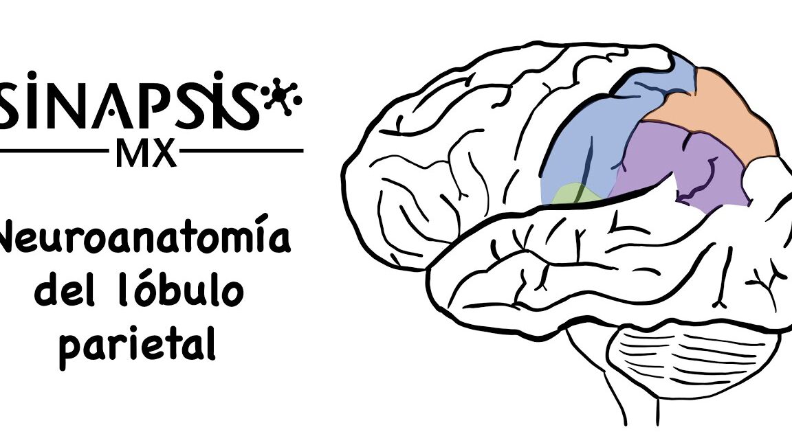 Descubre el asombroso poder del lóbulo parietal en tu cerebro