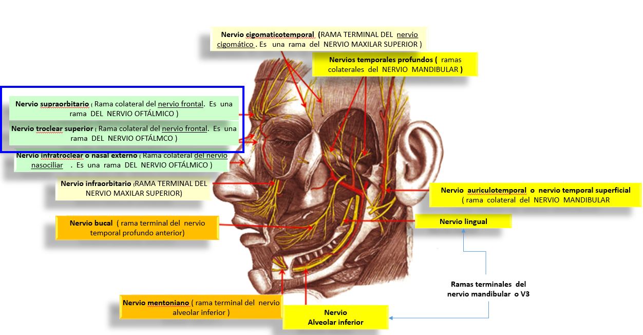 Arcos branquiales: anatomía y correlaciones clínicas