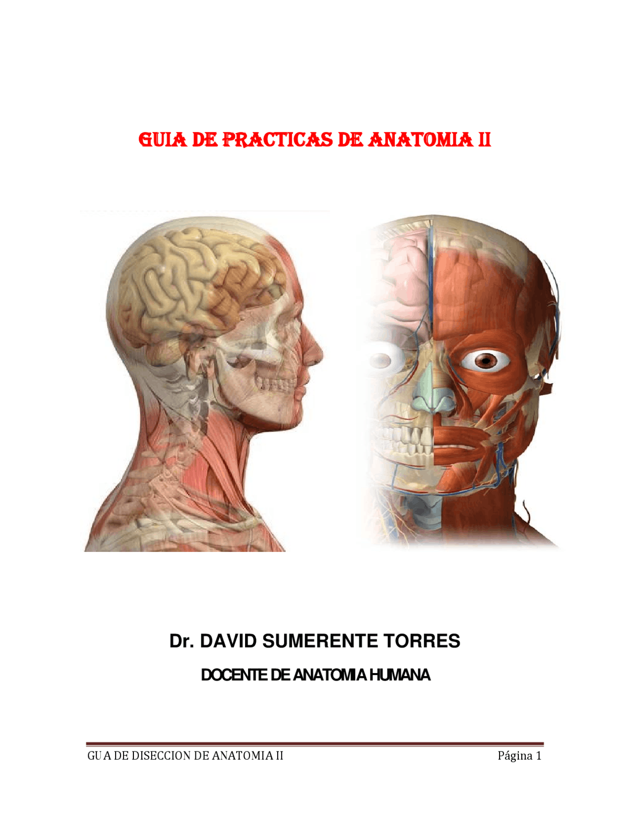 Anatomía Humana del Estómago: Todo lo que necesitas saber